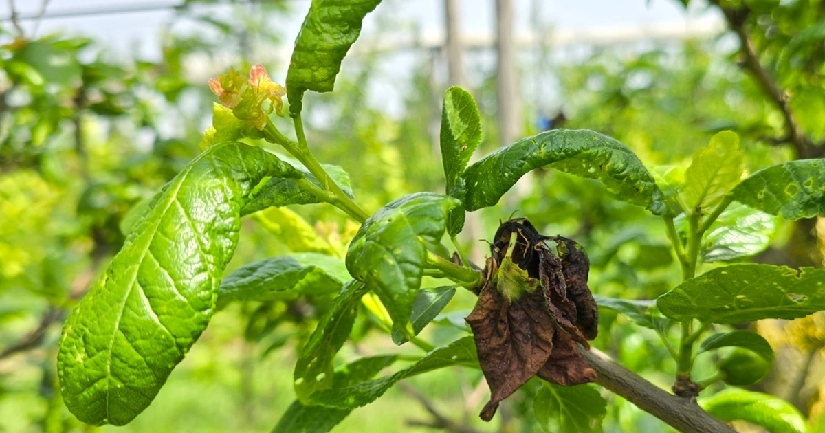 Absterbende Triebe nach der Blüte