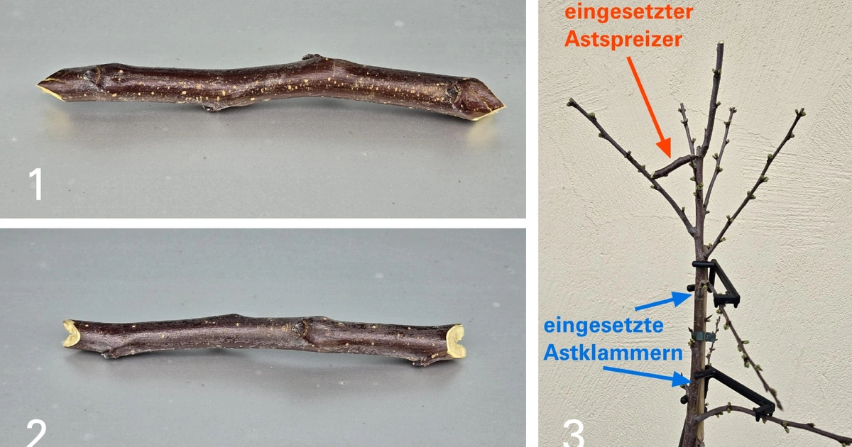 Halb- und Hochstämme: Tipps zum Schnitt